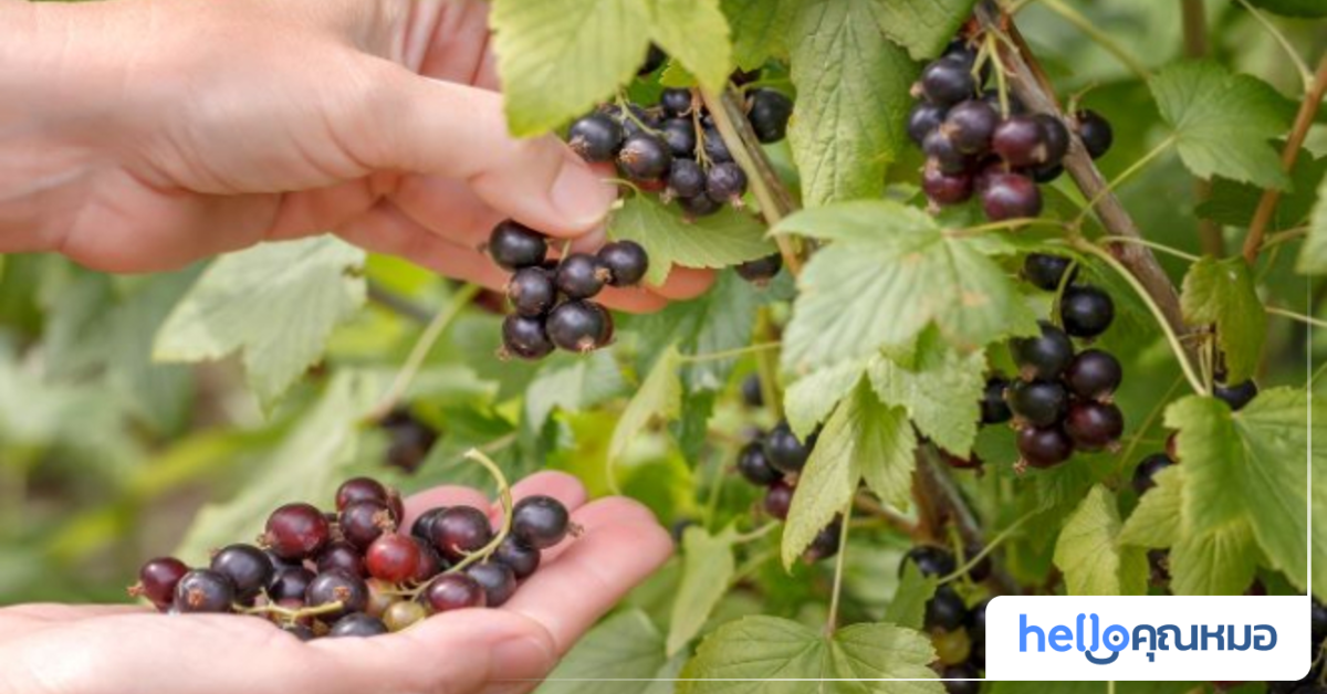 Black Currant (แบล็คเคอร์แรนท์) ประโยชน์ และข้อควรระวังการรับประทาน ...